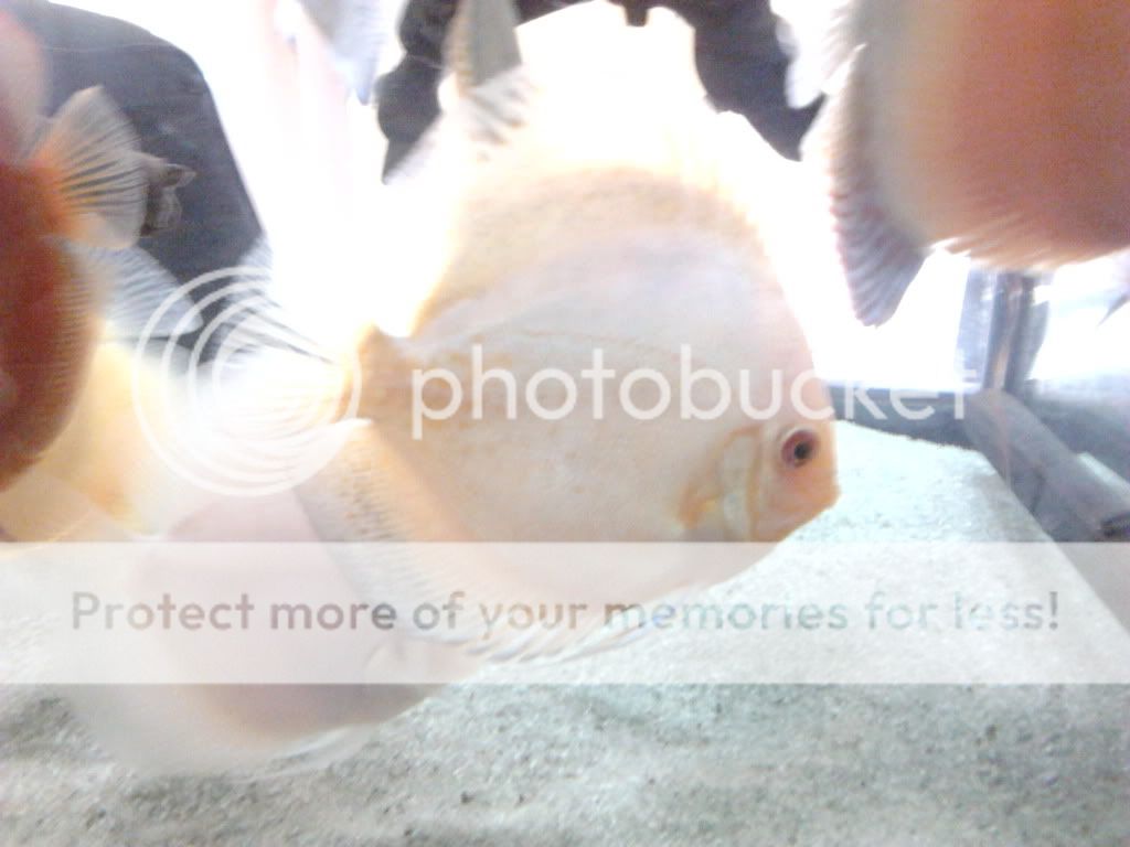 Discus vs All male peacock/hap tank | Cichlid Fish Forum