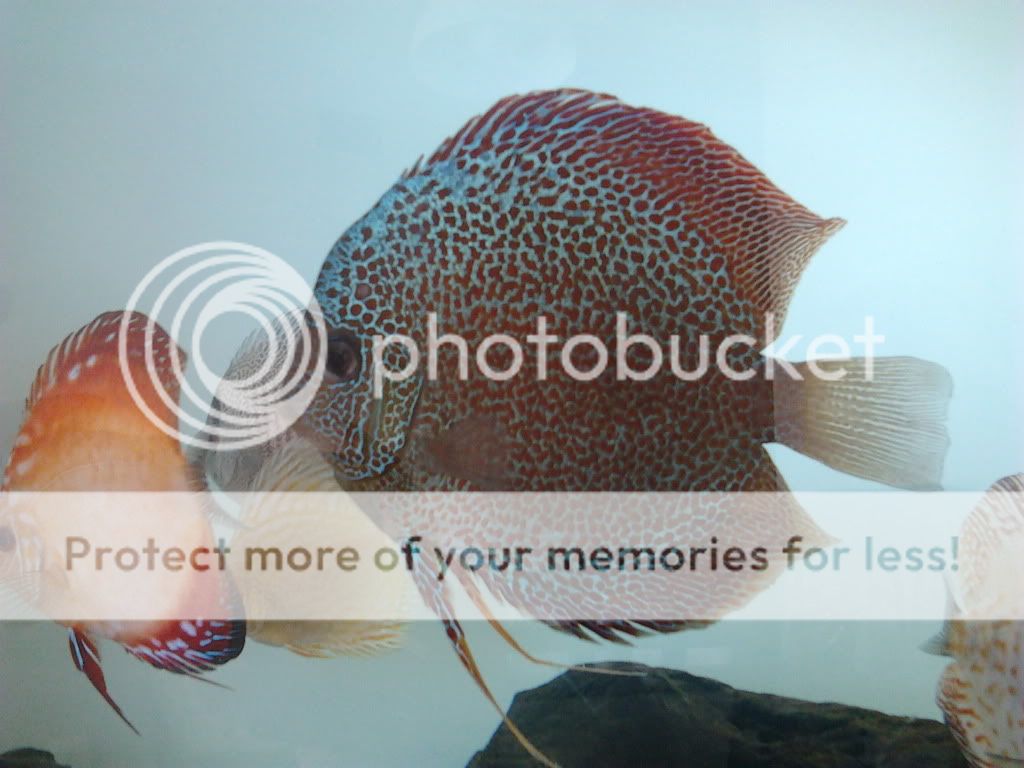 Discus vs All male peacock/hap tank | Cichlid Fish Forum