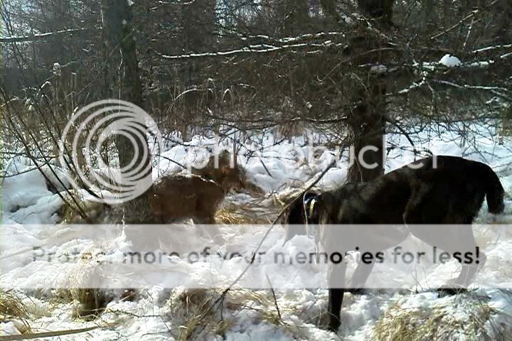 Northern Wisconsin Bobcats - BigGameHoundsmen.com