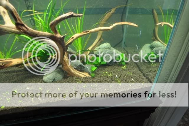 75P ADA finally starting | The Planted Tank Forum