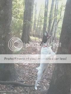 UKC Forums - Amazing Tack Factor